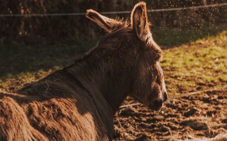 Replicate SEDA Exception for Mule on Your Local Machine - DZone