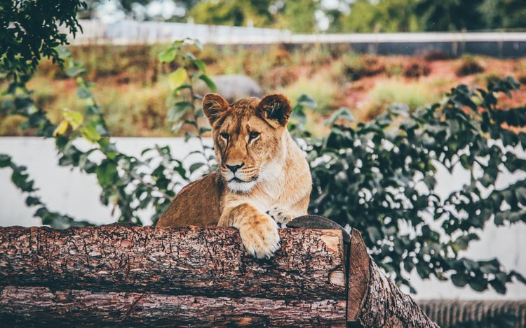 Tomcat and Environment Entries - DZone