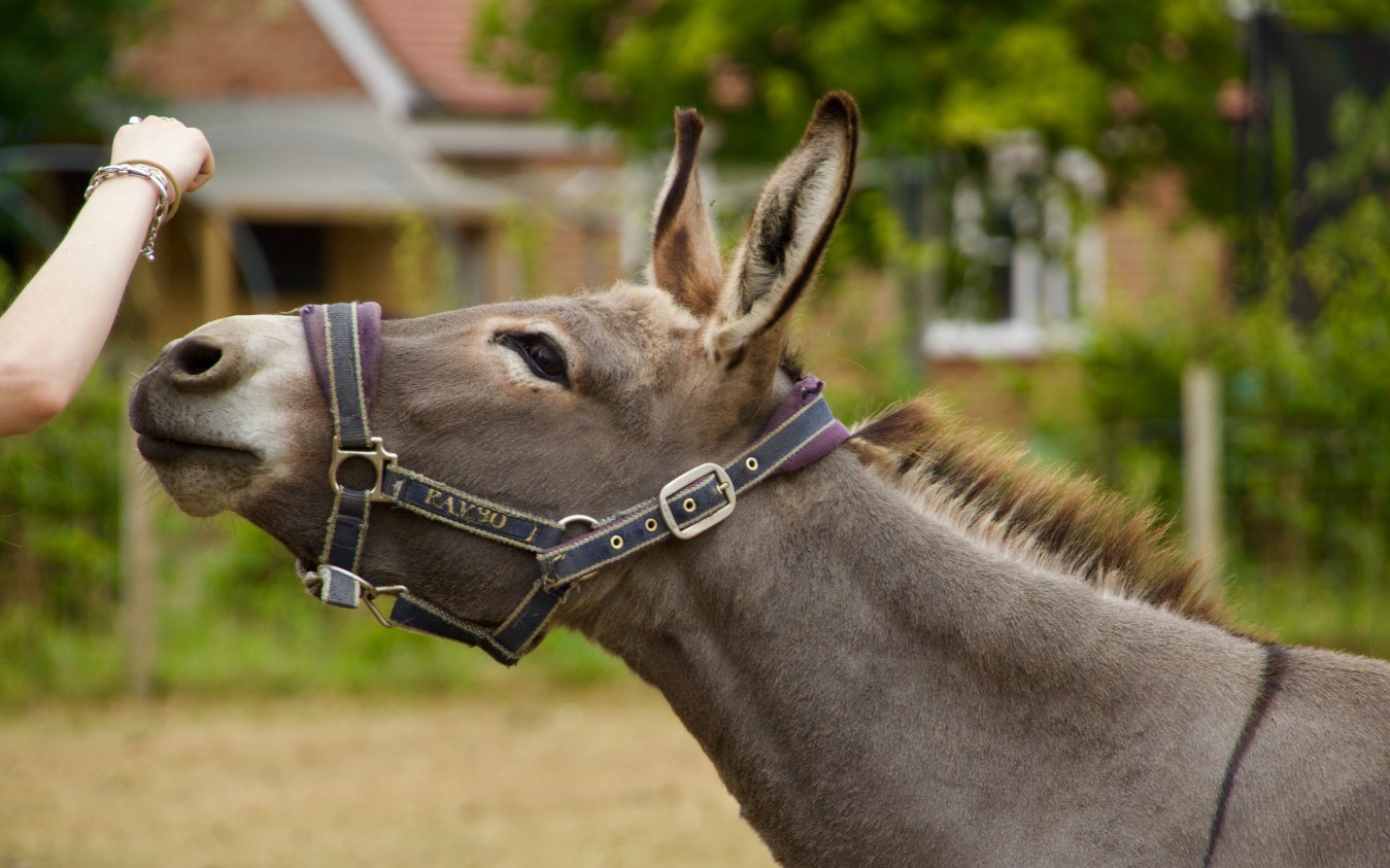 Implementing Mapping Rules With MuleSoft Dedicated Load Balancer - DZone