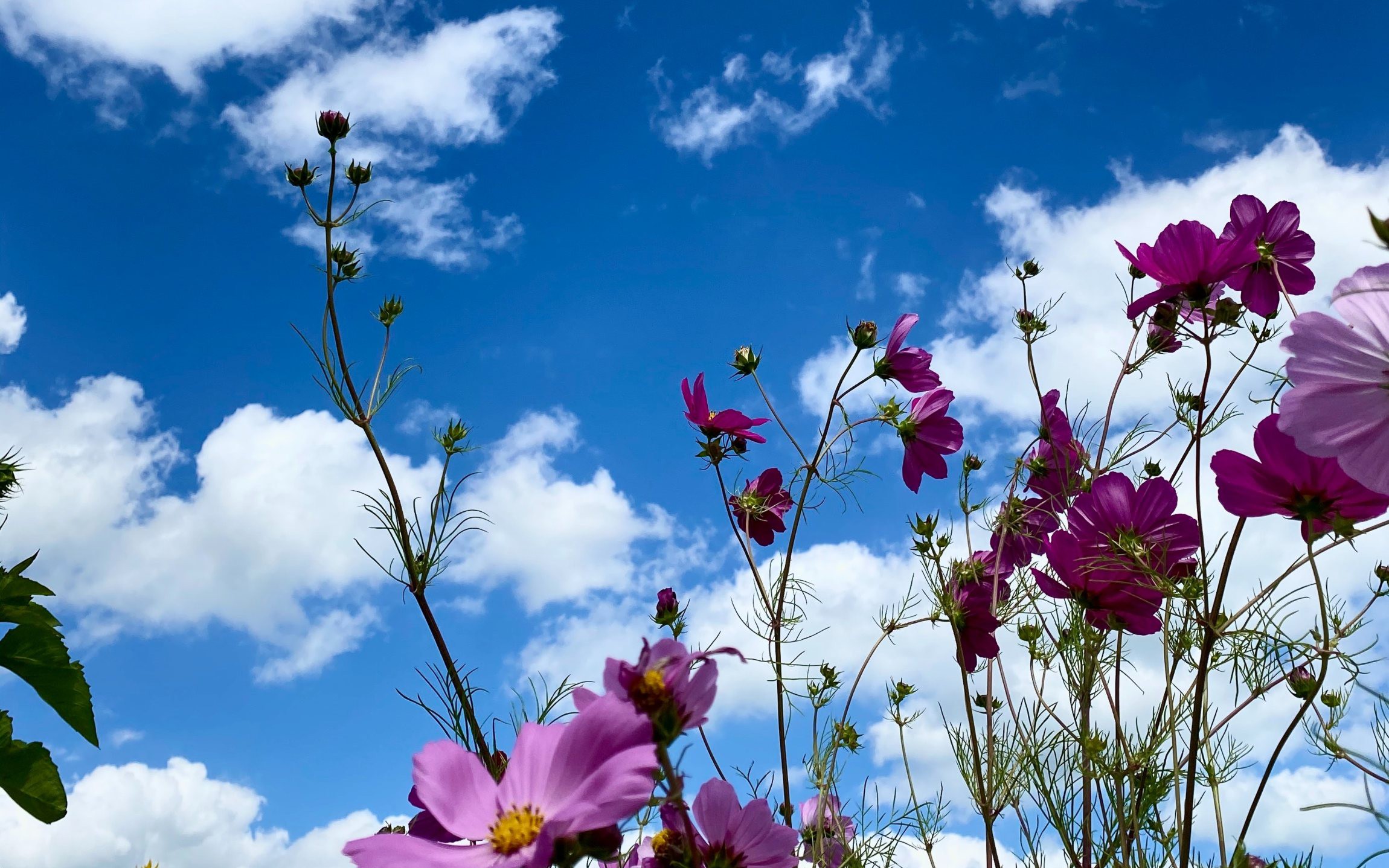 Spring Cloud Function In Azure Dzone